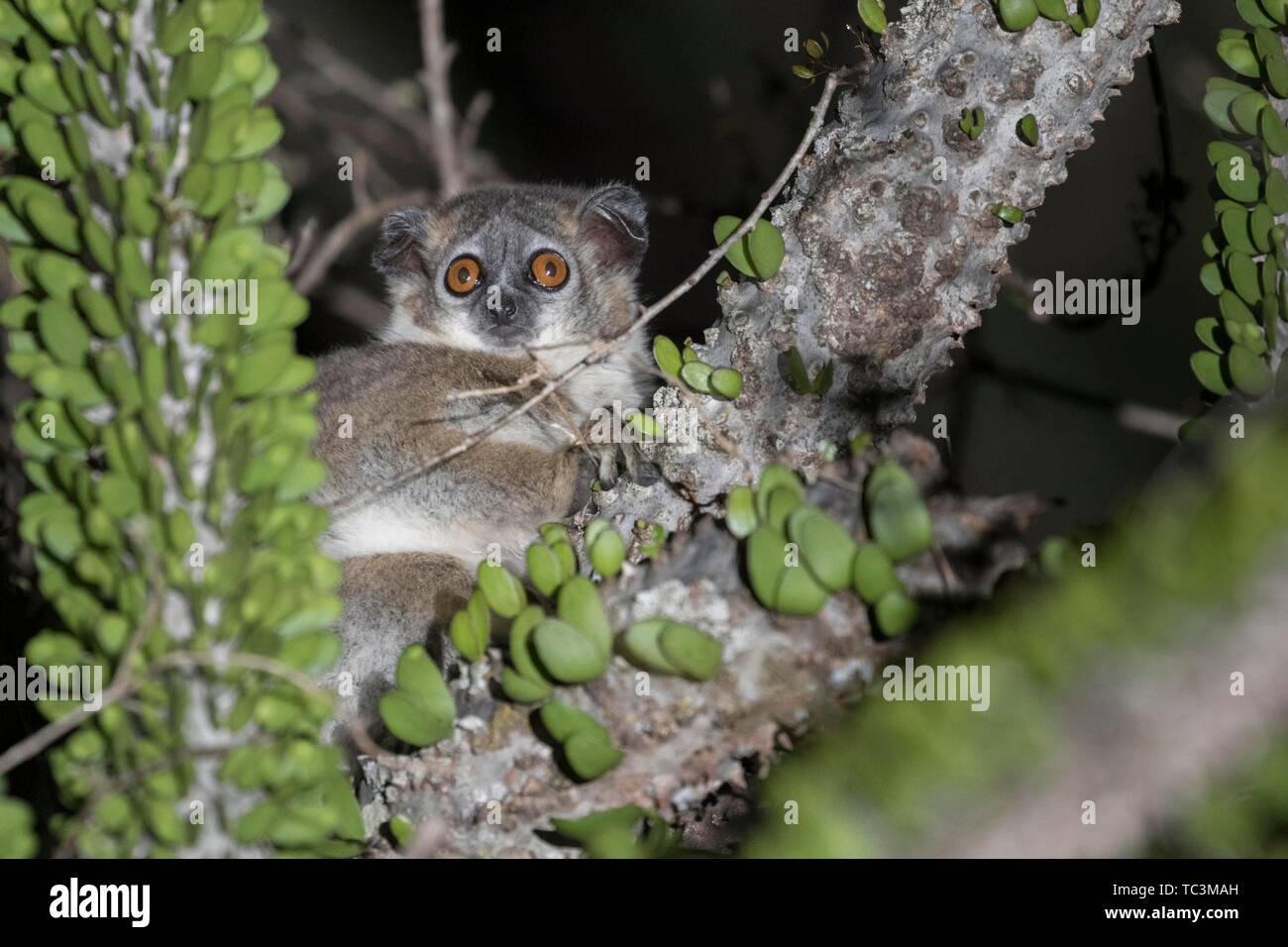Lepilemur sitting hi-res stock photography and images - Alamy