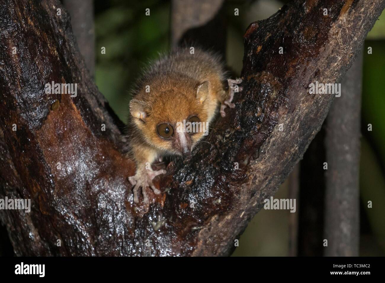 Brown mouse lemur (Microcebus rufus) in tree, Ranomafana National Park ...