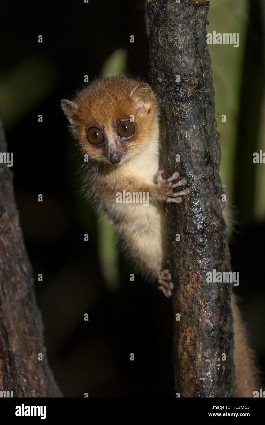 Brown mouse lemur (Microcebus rufus) in tree, Ranomafana National Park ...