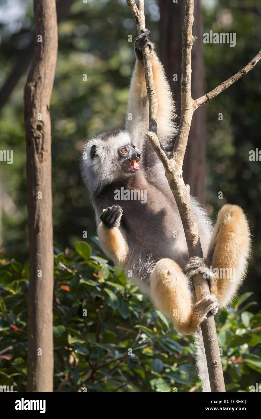 Diademed sifaka propithecus diadema climbing hi-res stock photography ...