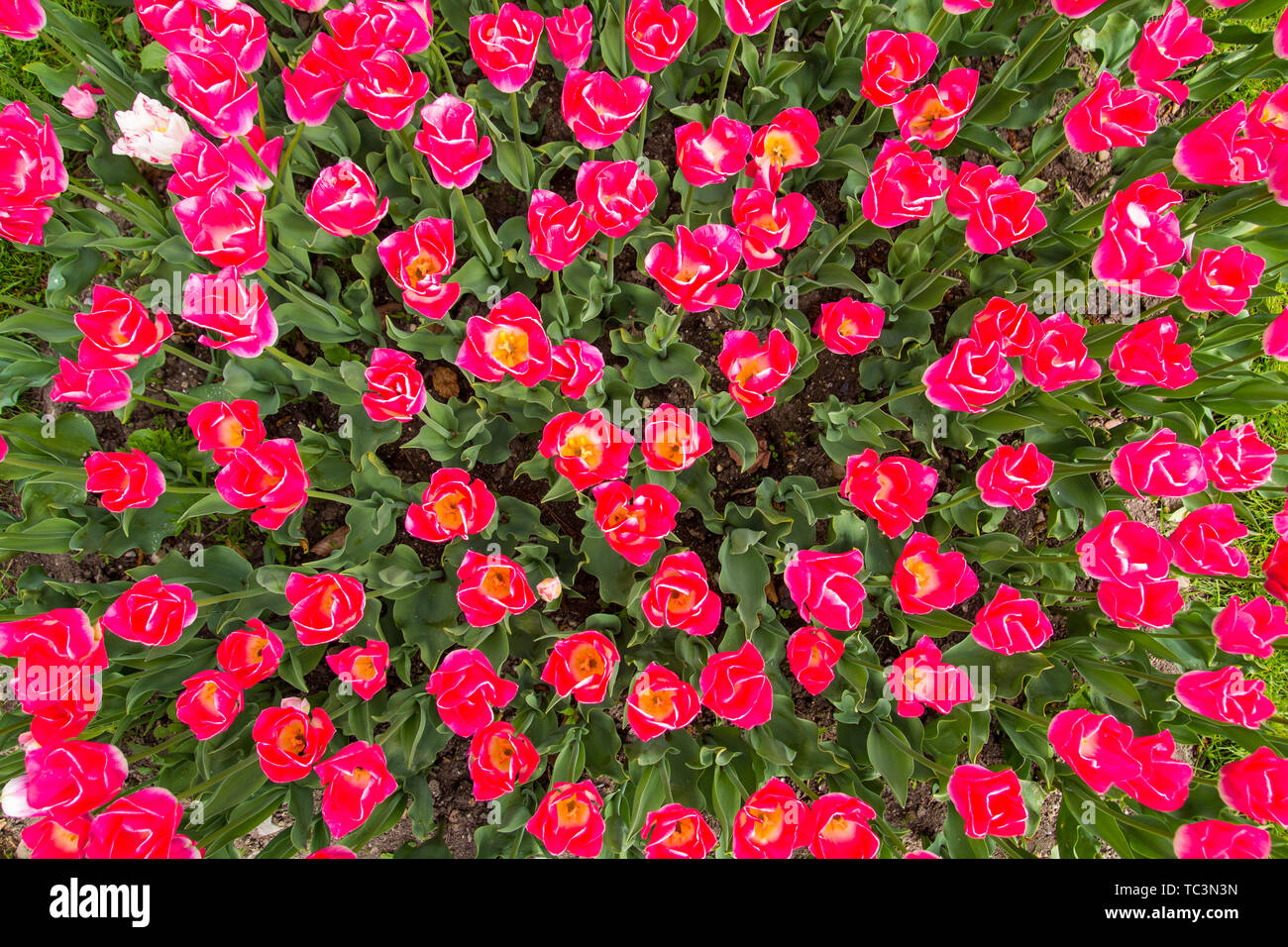 Spring tulip flowers hi-res stock photography and images - Alamy