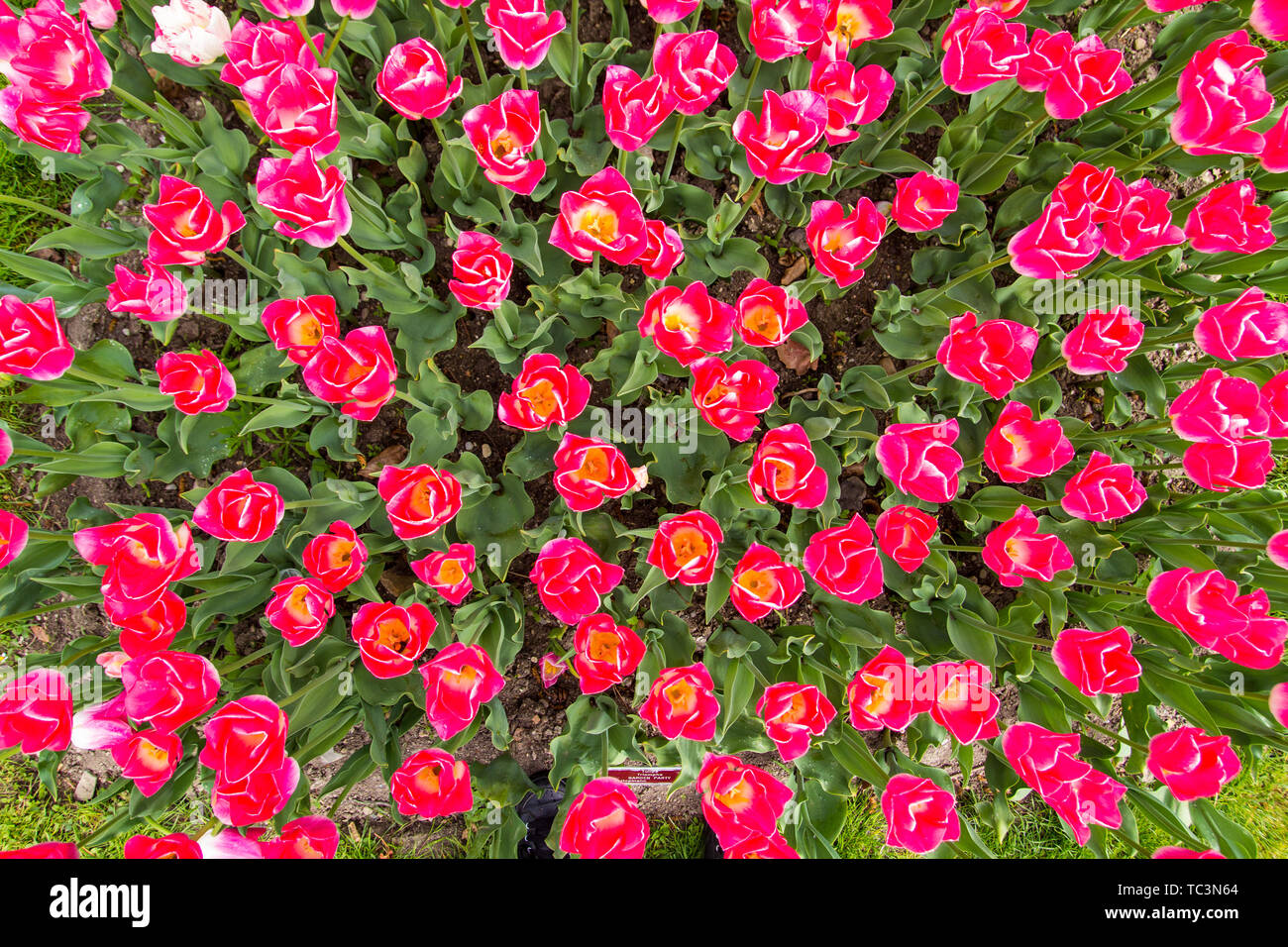 Spring tulip flowers hi-res stock photography and images - Alamy