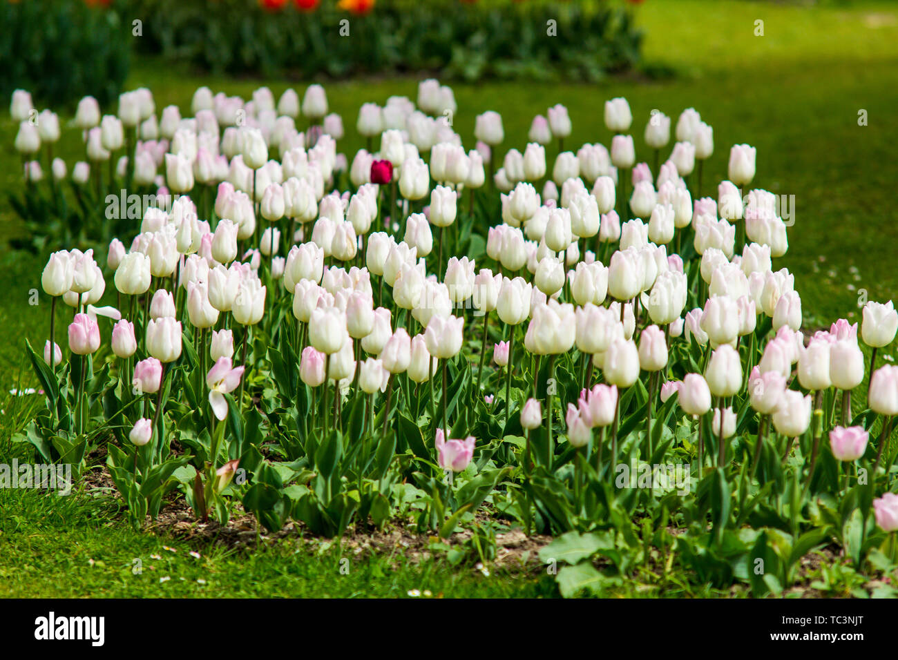 Image of white tulip flowers in a garden Stock Photo - Alamy
