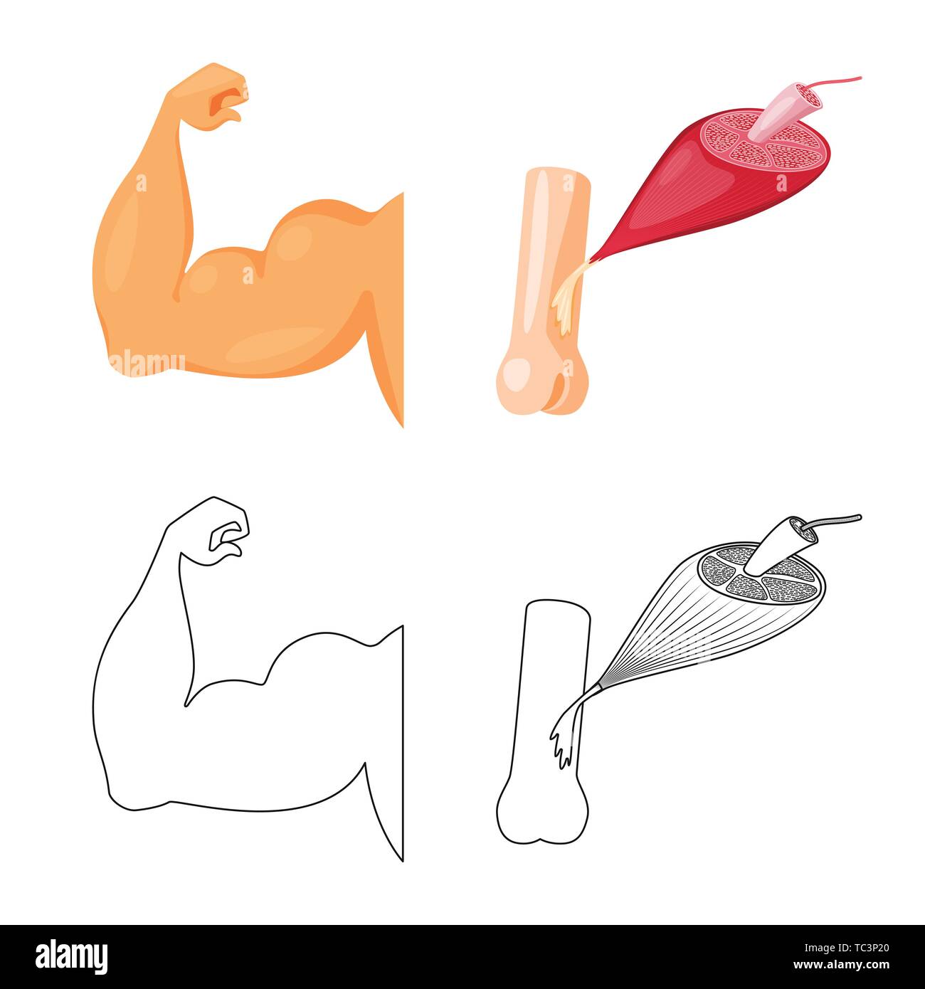 Vector illustration of fiber and muscular symbol. Set of fiber and body ...