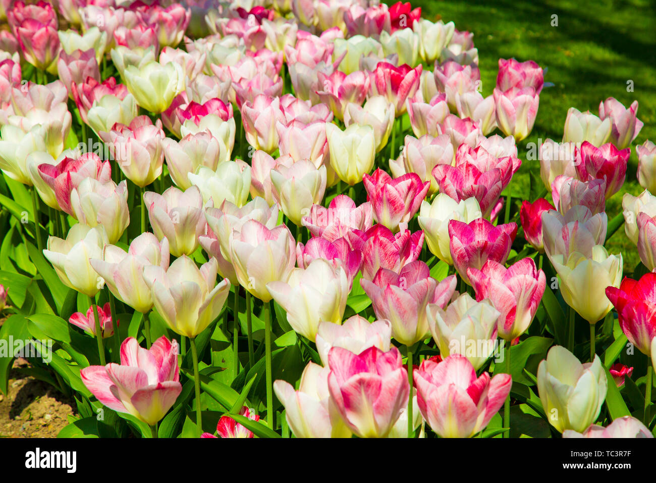 Beautiful spring tulips soft white hi-res stock photography and images ...