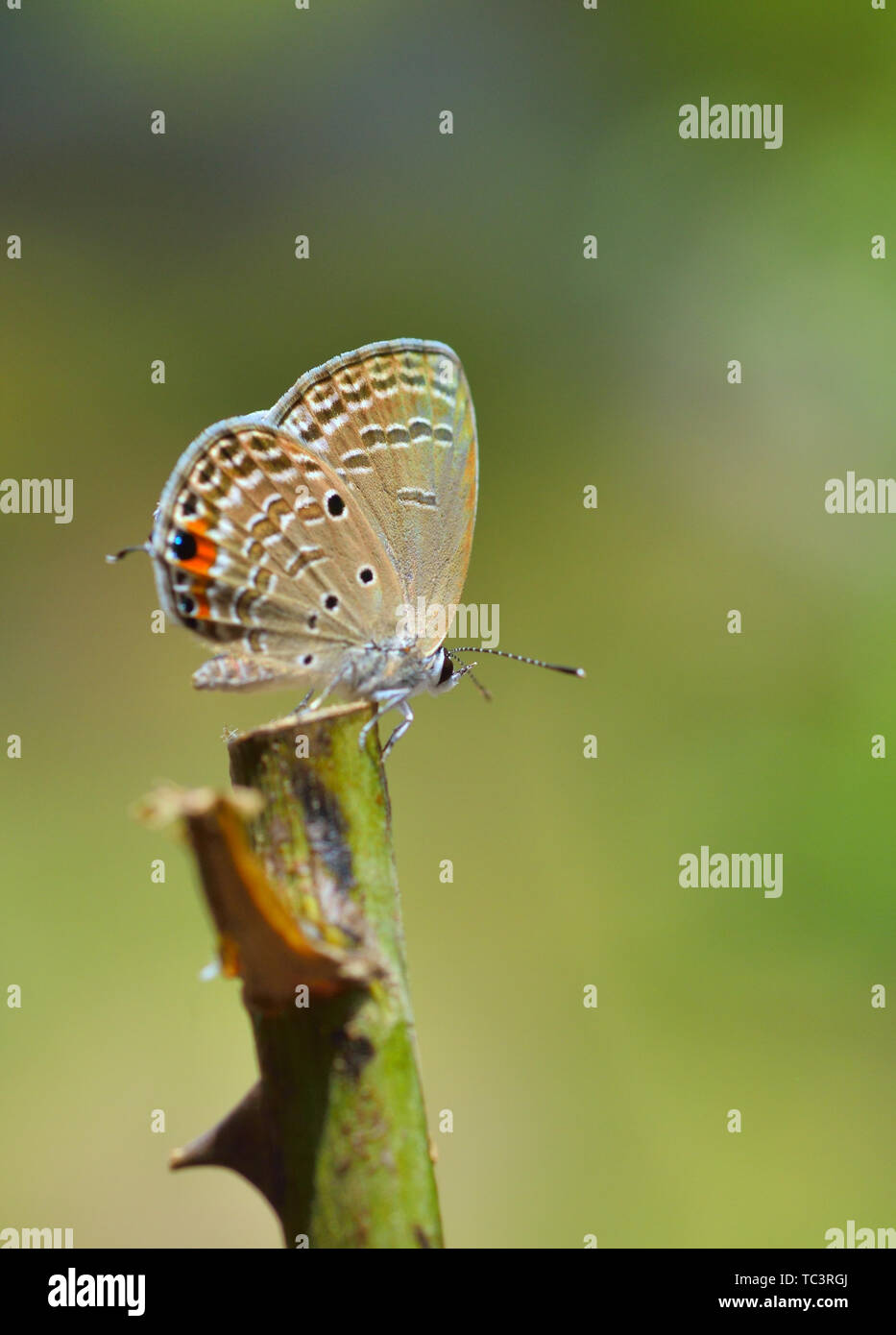 Insects and tentacles hi-res stock photography and images - Alamy
