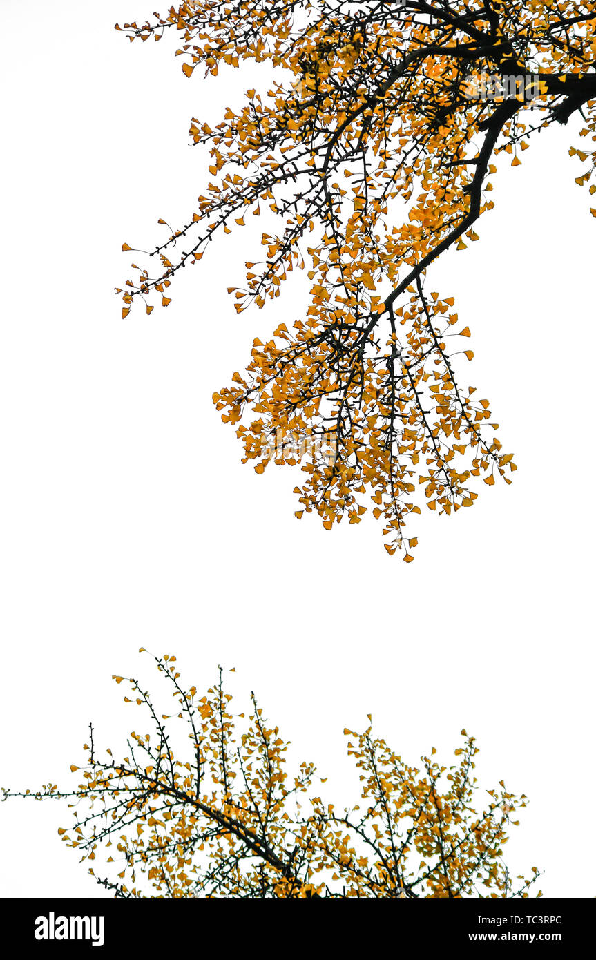 Ginkgo trees in the winter hi-res stock photography and images - Alamy