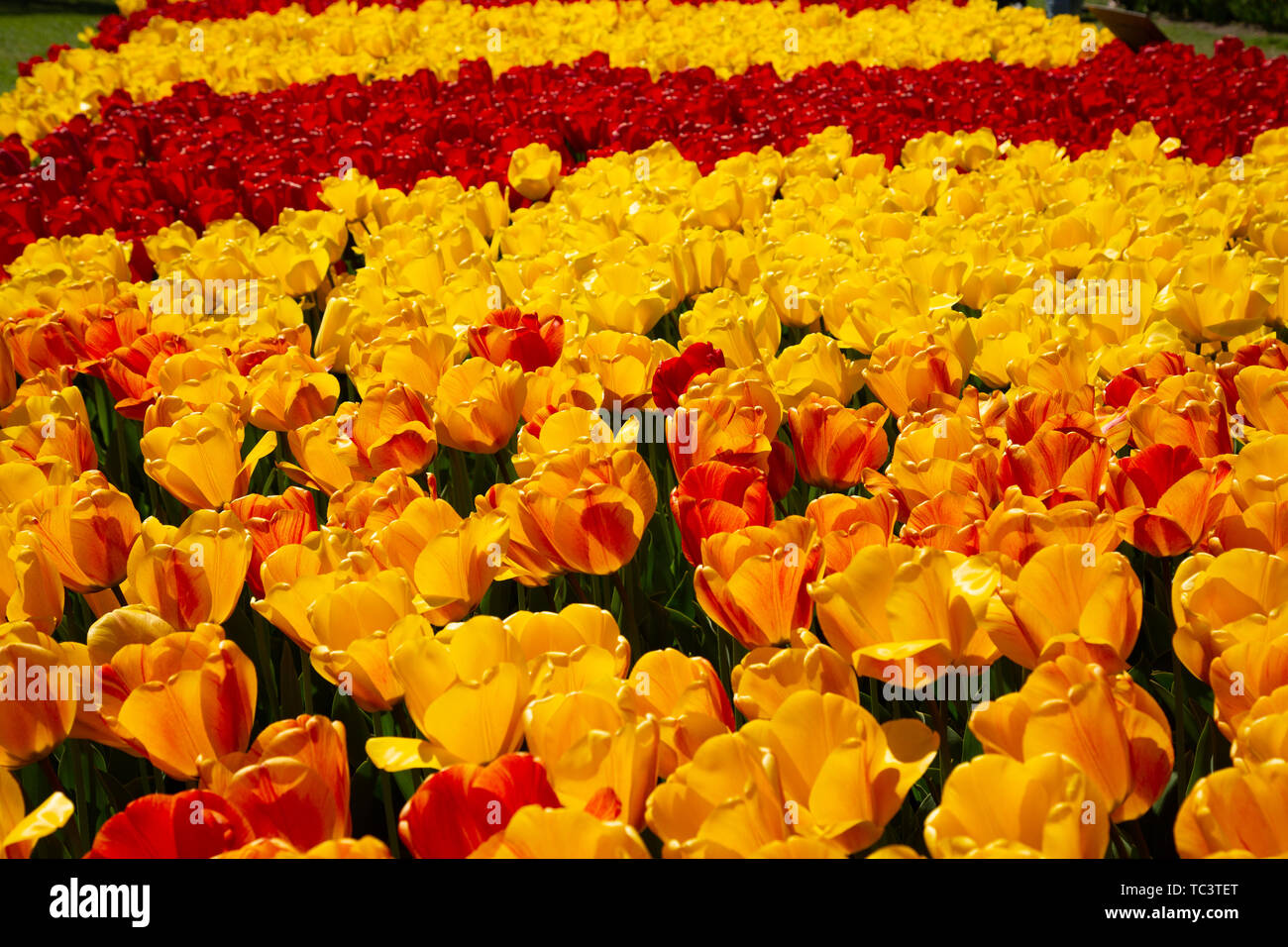 Background image of yellow and red spring tulips Stock Photo - Alamy