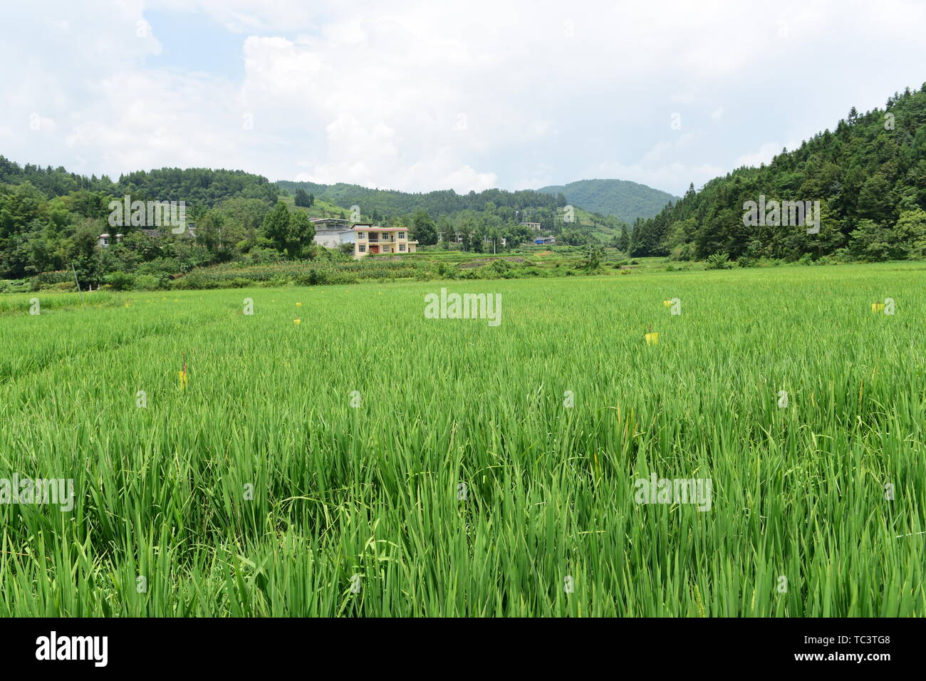 Rice spike paddy field, rice Stock Photo - Alamy