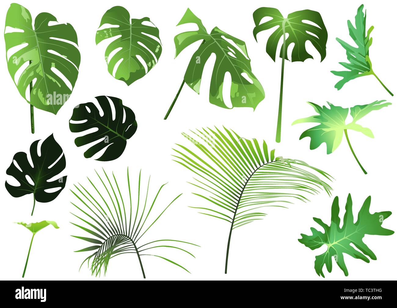 Tropical Leaves Set Stock Vector Image & Art - Alamy