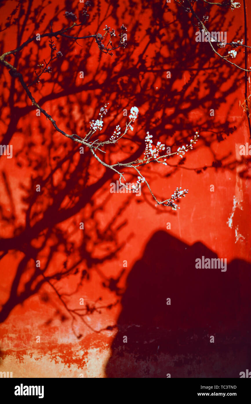 Daitai temple hi-res stock photography and images - Alamy