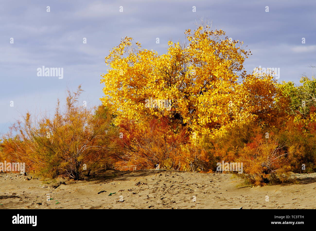 Hu poplar forest in Ejina, Inner Mongolia Stock Photo - Alamy