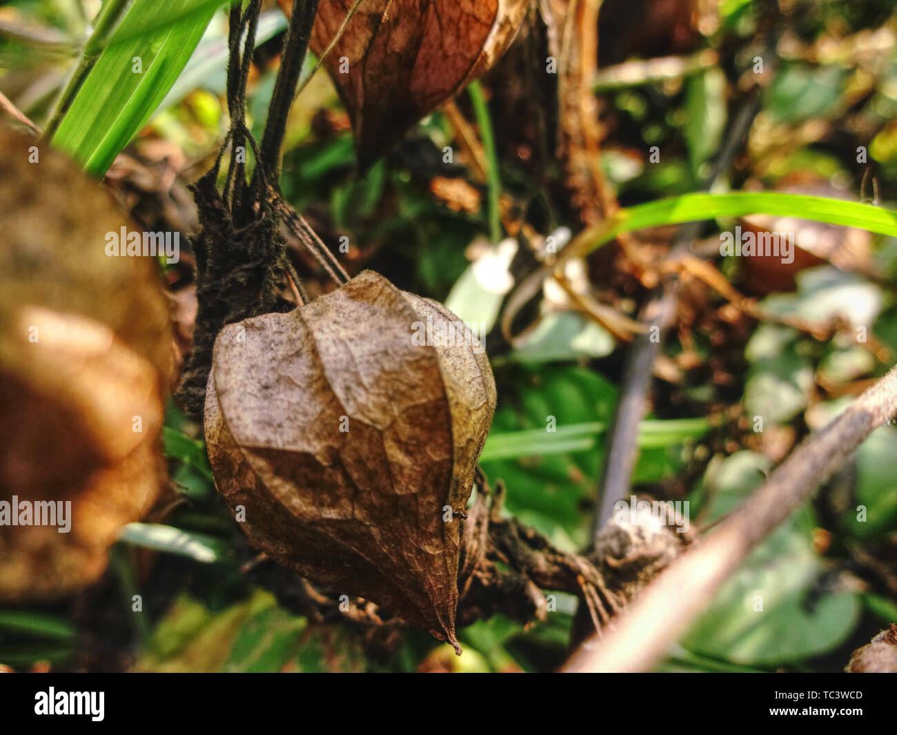 Mature and withered mushroom fruit Stock Photo - Alamy