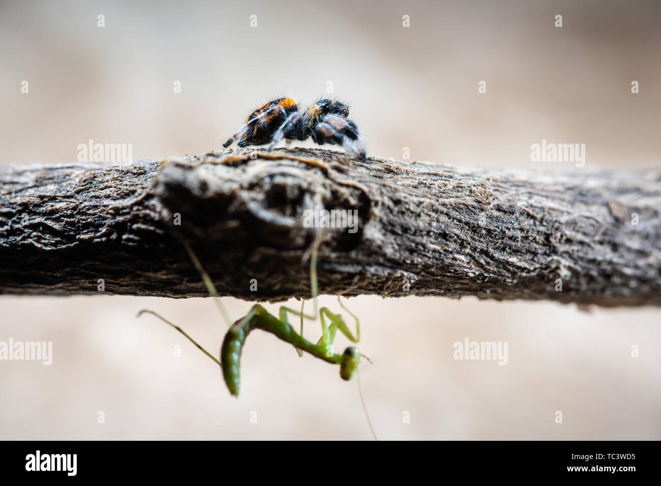 Insects in nature Stock Photo - Alamy