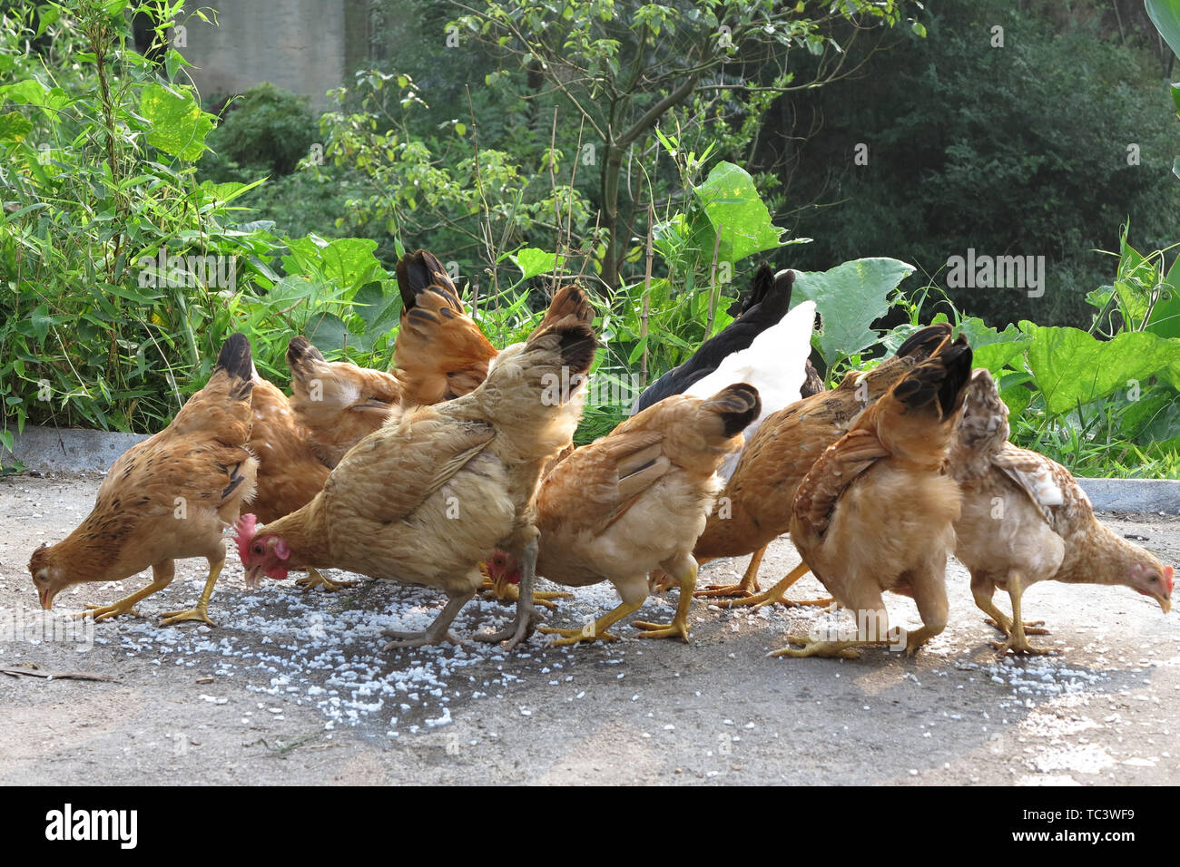 Hillside native chicken Stock Photo - Alamy