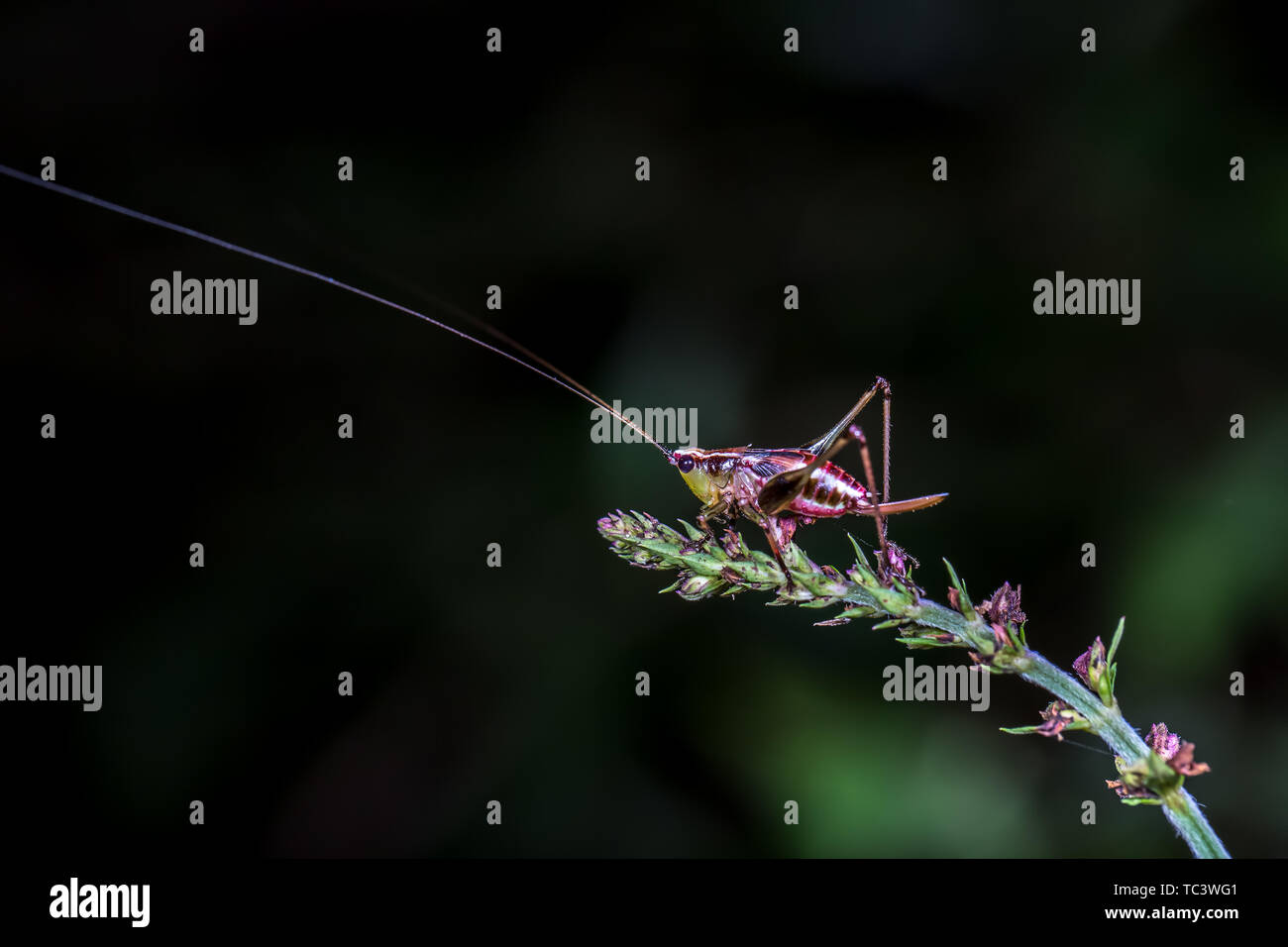 All kinds of worms Stock Photo - Alamy