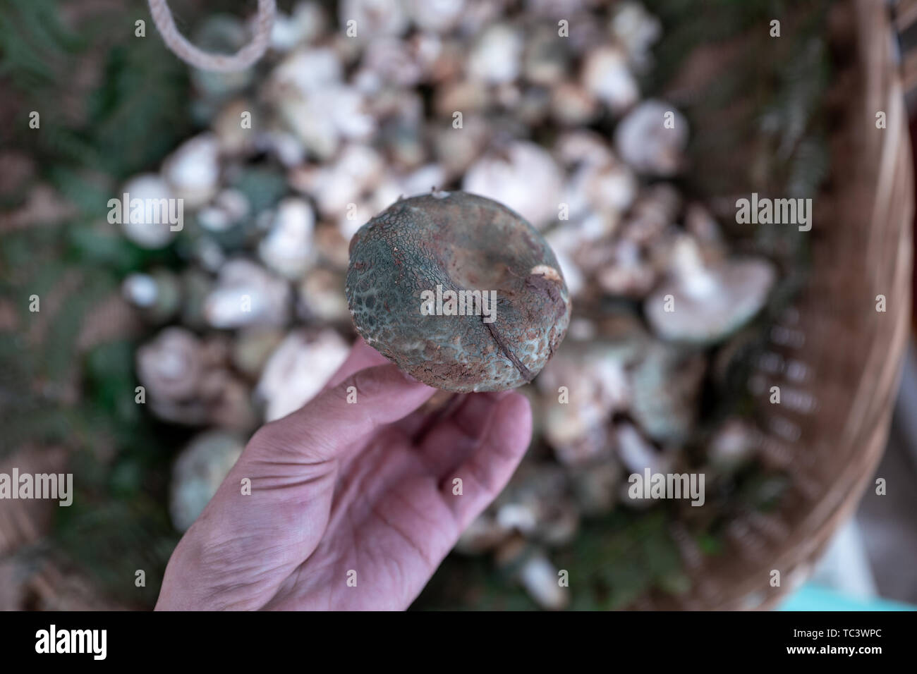 Fresh wild edible bacteria with dirt Stock Photo - Alamy