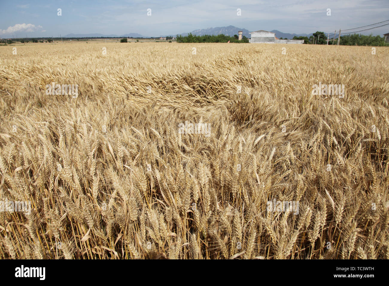 The wheat field Stock Photo - Alamy