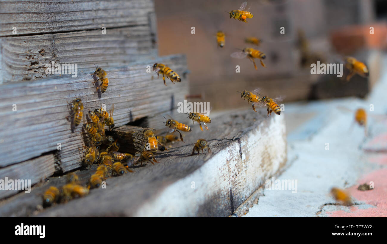 Beehive beehives with honey no one wax nature hi-res stock photography ...