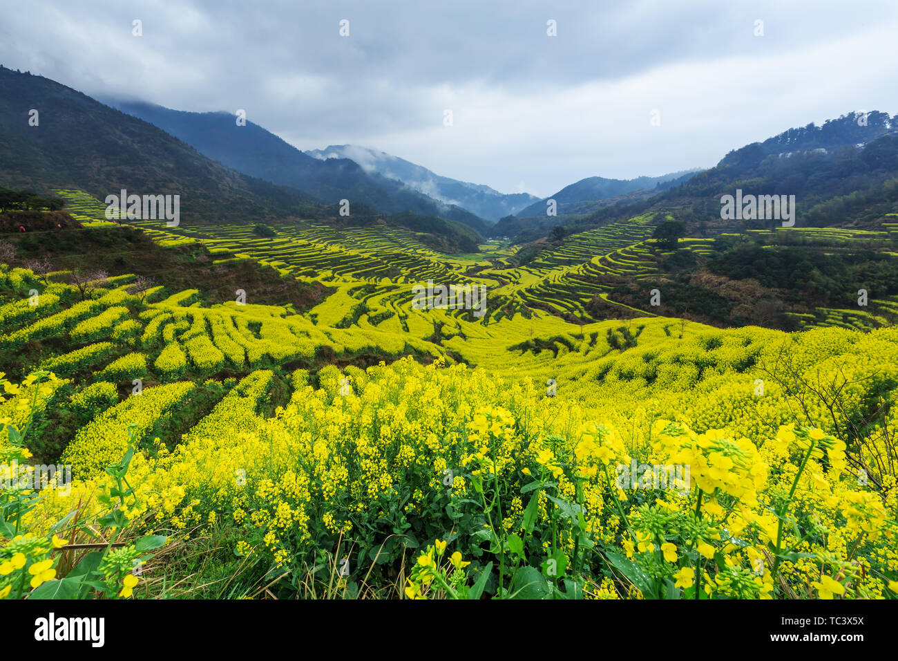 The rape flower blossoms Stock Photo - Alamy