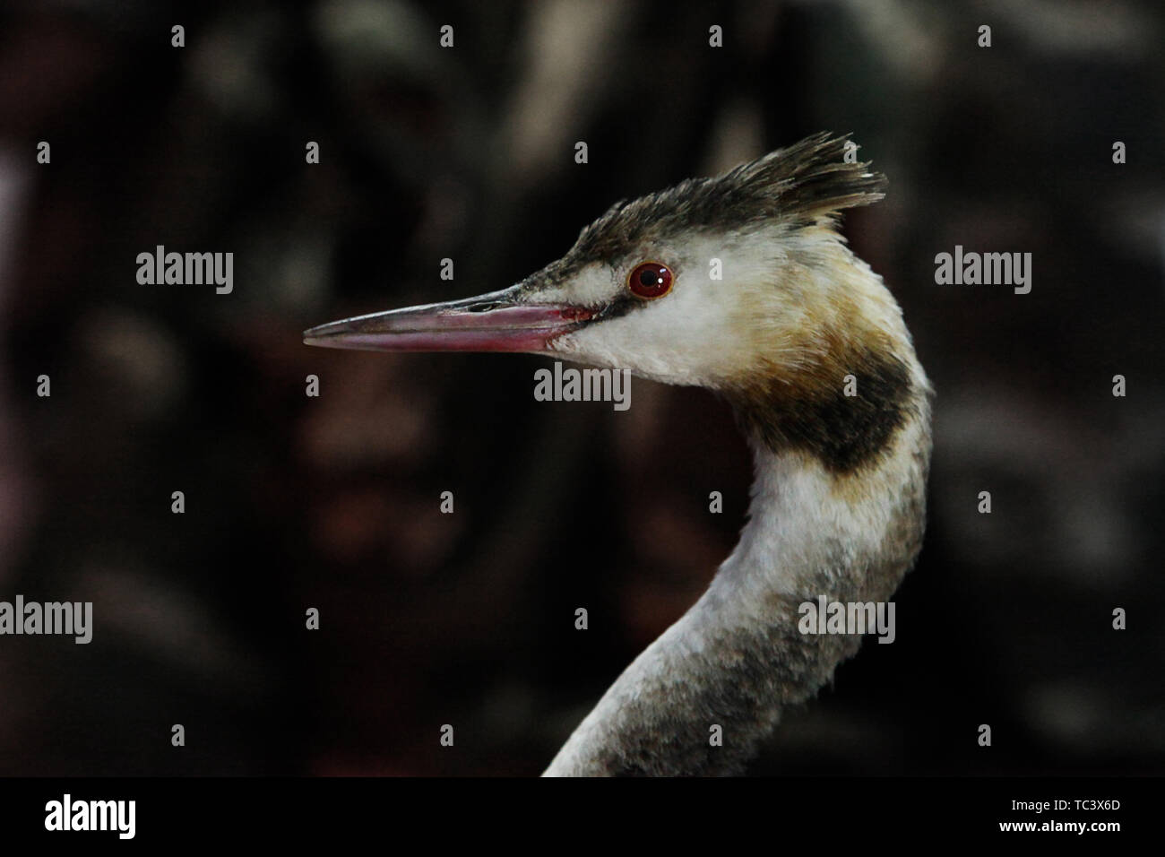 Humanities photography creativity hi-res stock photography and images ...
