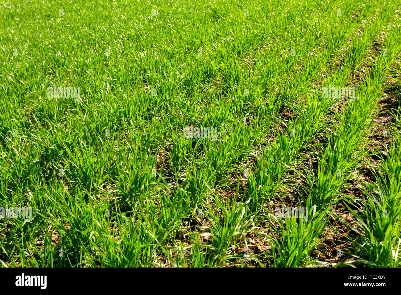 spring green field Stock Photo - Alamy
