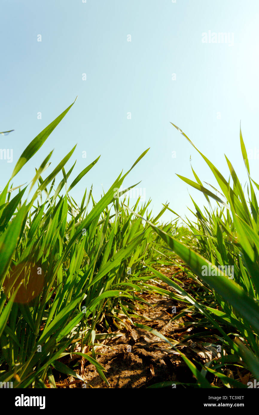 spring green field Stock Photo - Alamy
