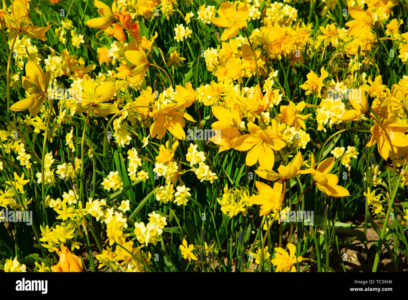 Yelow flowers hi-res stock photography and images - Alamy