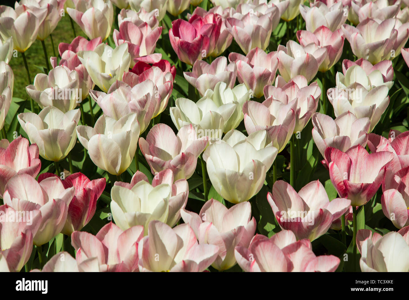 Ping image hi-res stock photography and images - Alamy