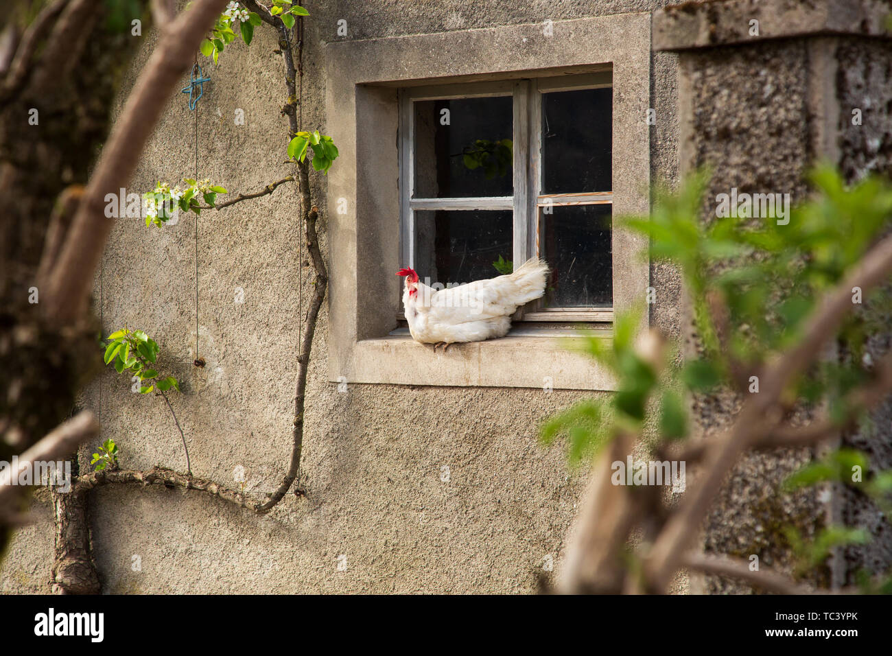Hen chicken window hi-res stock photography and images - Alamy
