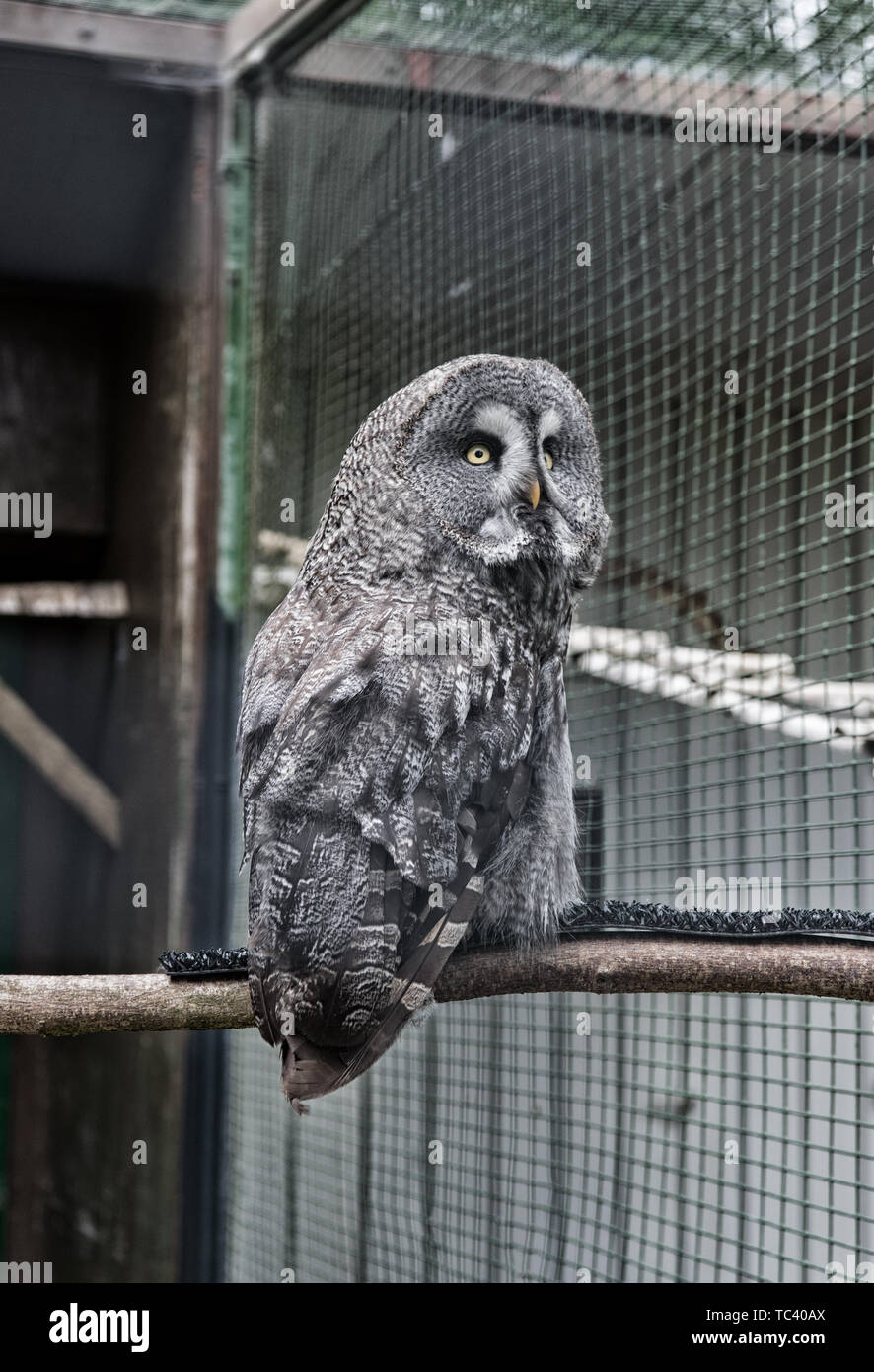 Animal shot capturing owl. Wild life. Gorgeous big bird sit in cage ...