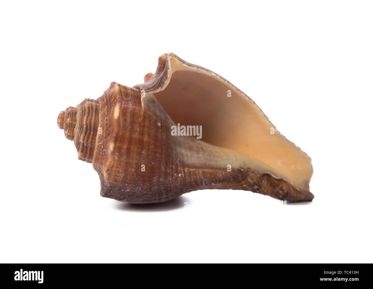 Seashell isolated on white background Stock Photo - Alamy