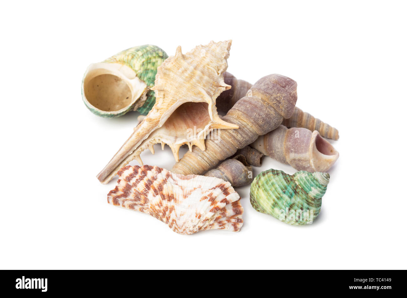 Seashell isolated on white background Stock Photo - Alamy
