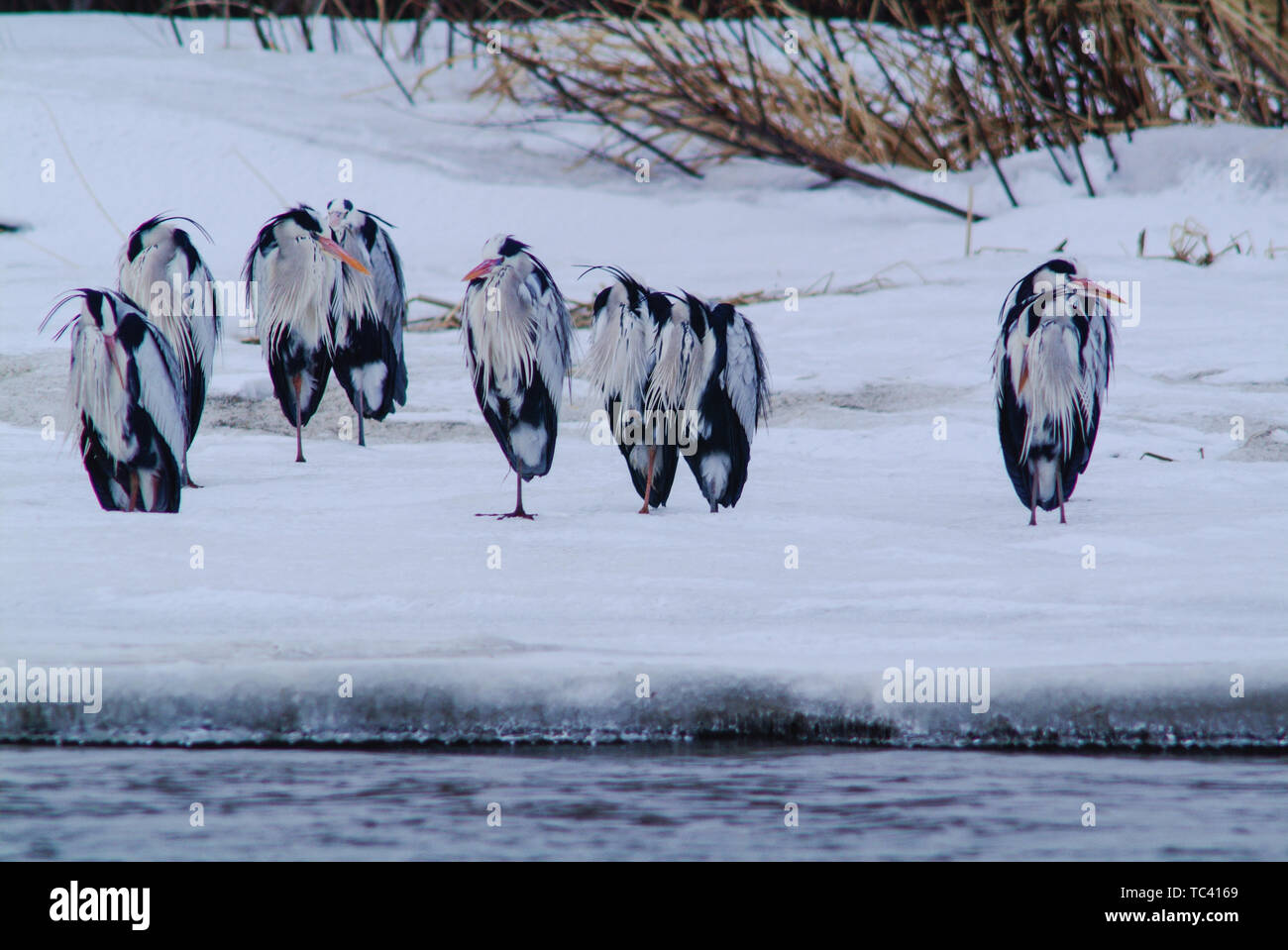 China-Russia Boundary Lake Xingkai Lake Bird Data Film 2007 and Before Stock Photo - Alamy