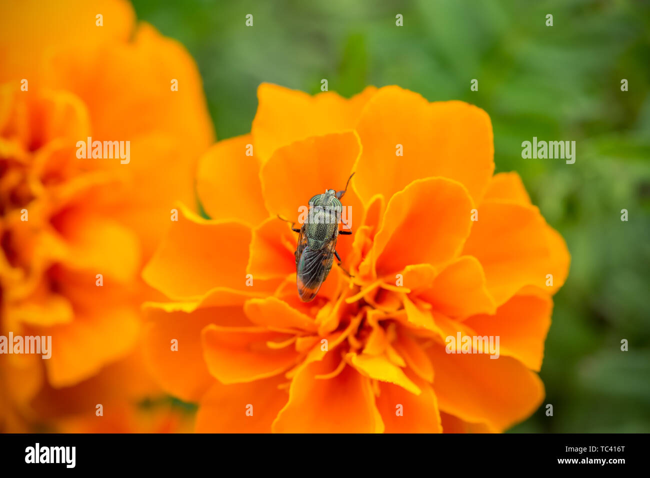 No mouth and nose fly Stock Photo - Alamy