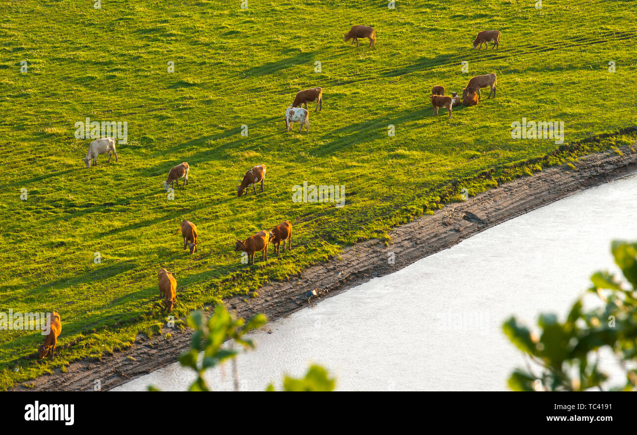 Herds on the prairie Stock Photo - Alamy