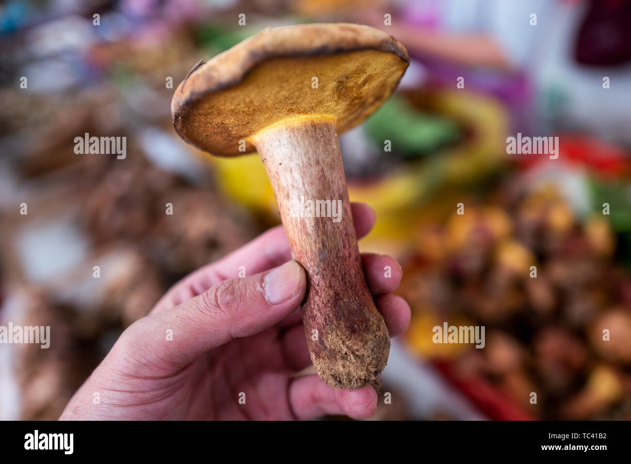 Fresh wild edible bacteria with dirt Stock Photo - Alamy