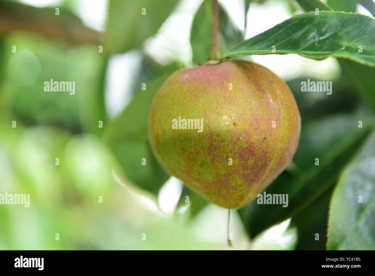 Oil tea, tea fruit Stock Photo - Alamy