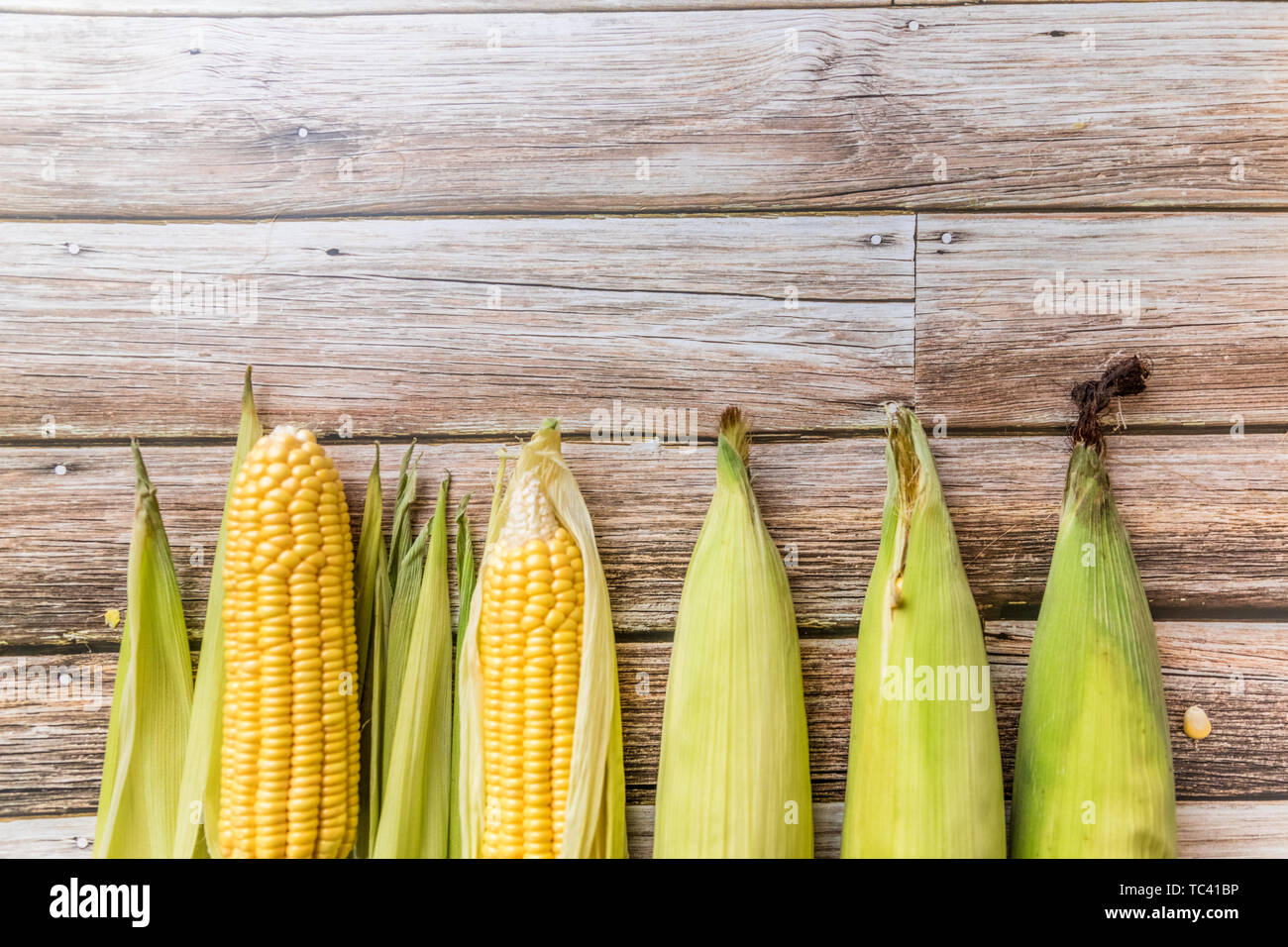 A close-up of corn still Stock Photo - Alamy