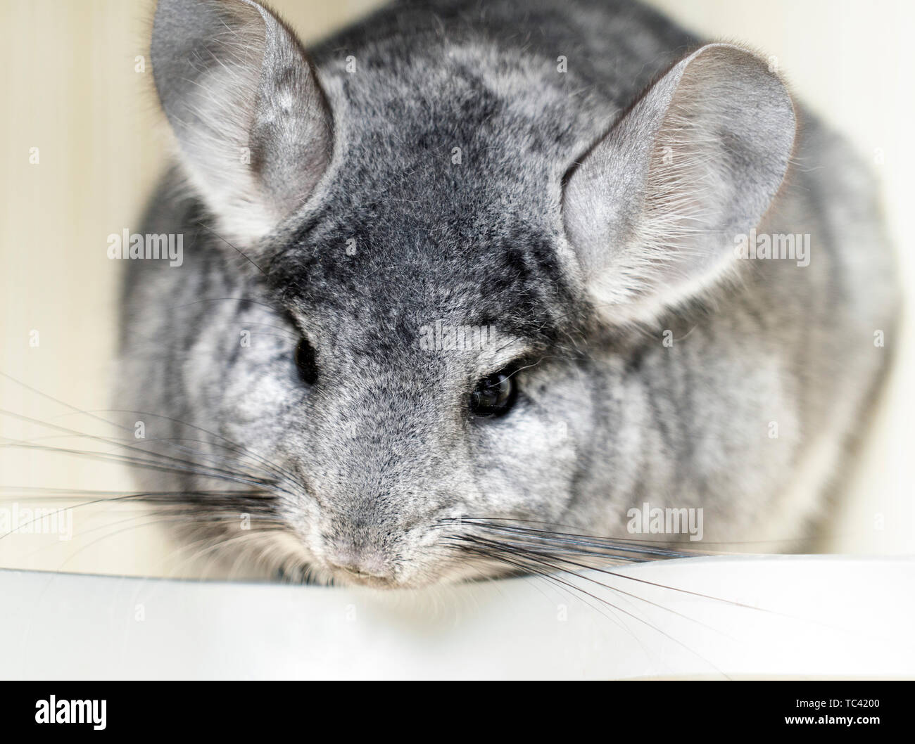 Bunny Rat High Resolution Stock Photography and Images - Alamy