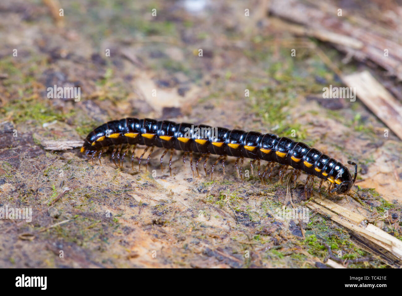 Polypods hi-res stock photography and images - Alamy