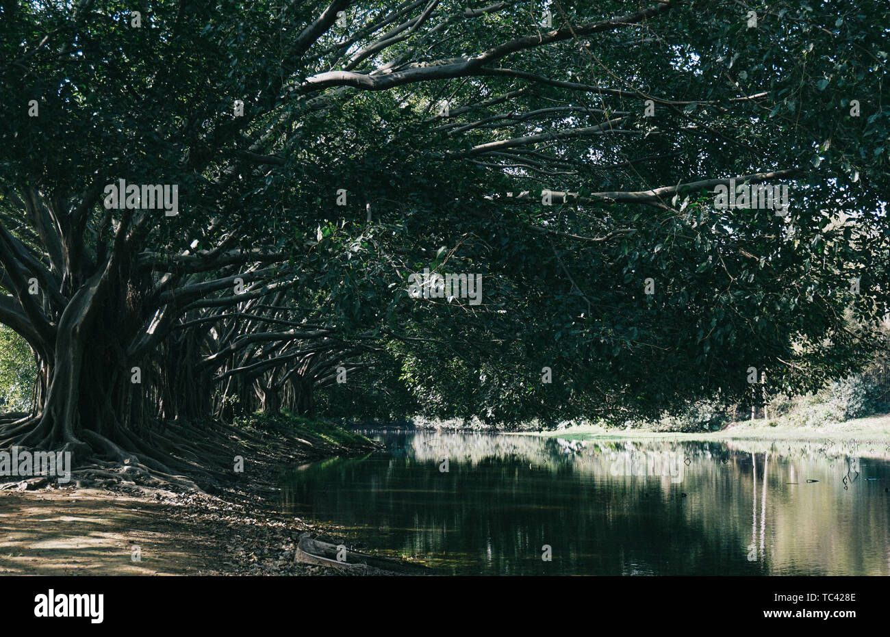 Tree trees leaves row hi-res stock photography and images - Alamy