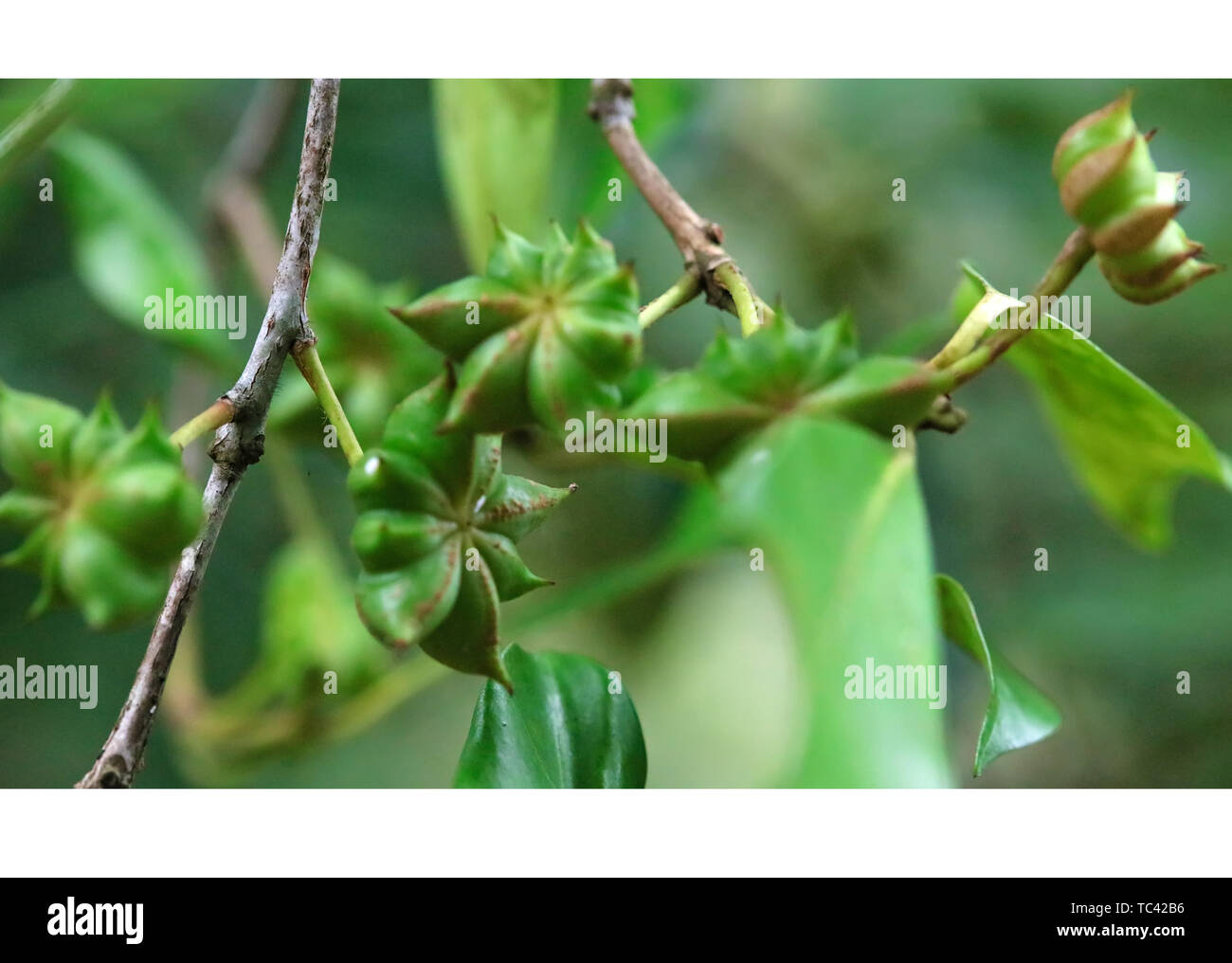 Octagon spice hi-res stock photography and images - Alamy