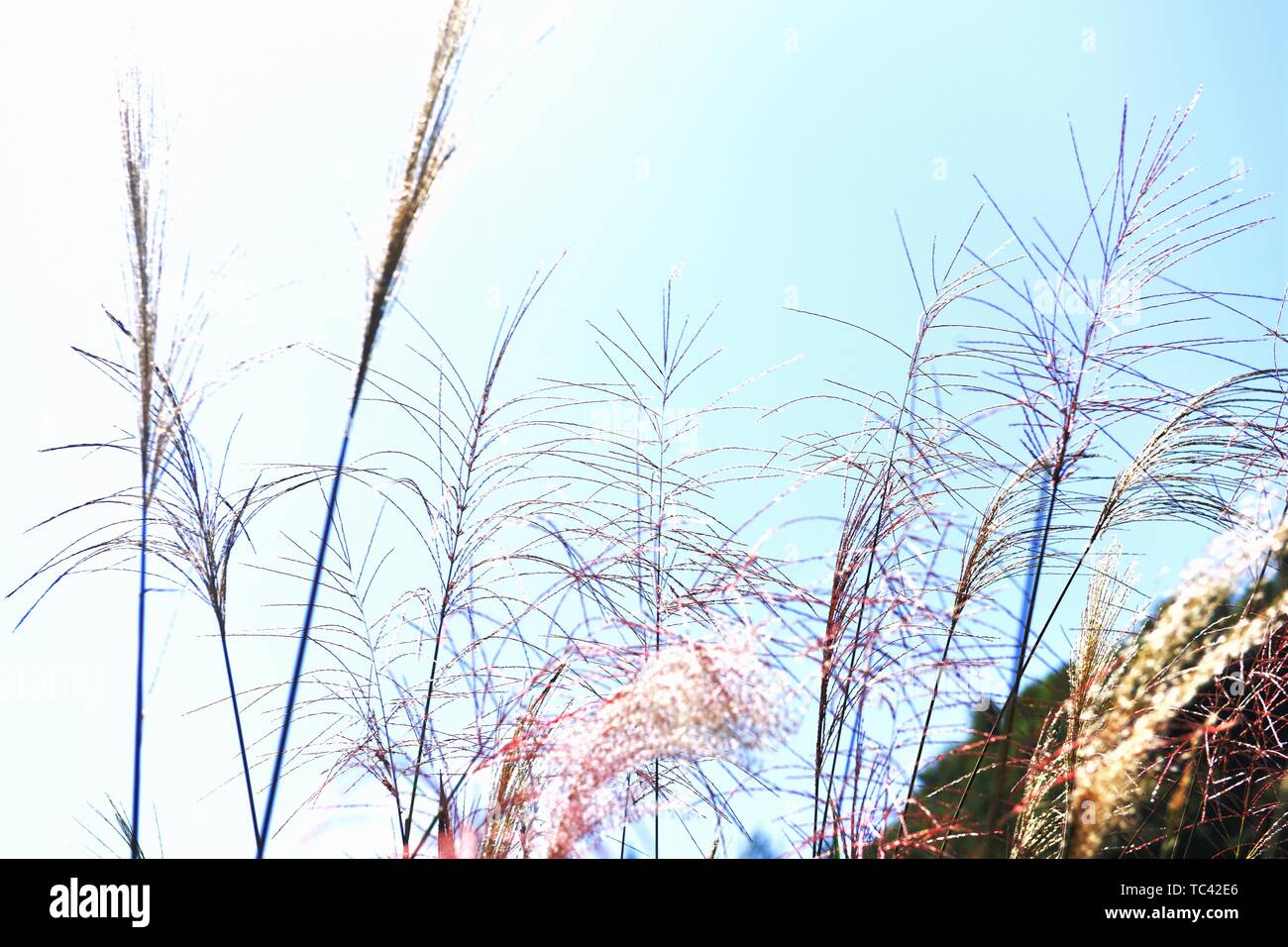 Reed hd hi-res stock photography and images - Alamy