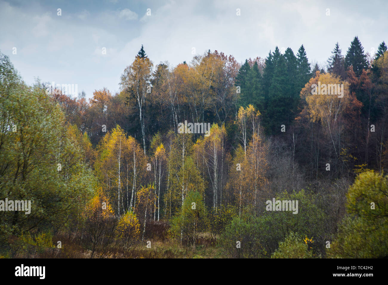 The Russian wilderness of the golden autumn, colorful and heavy, like ...