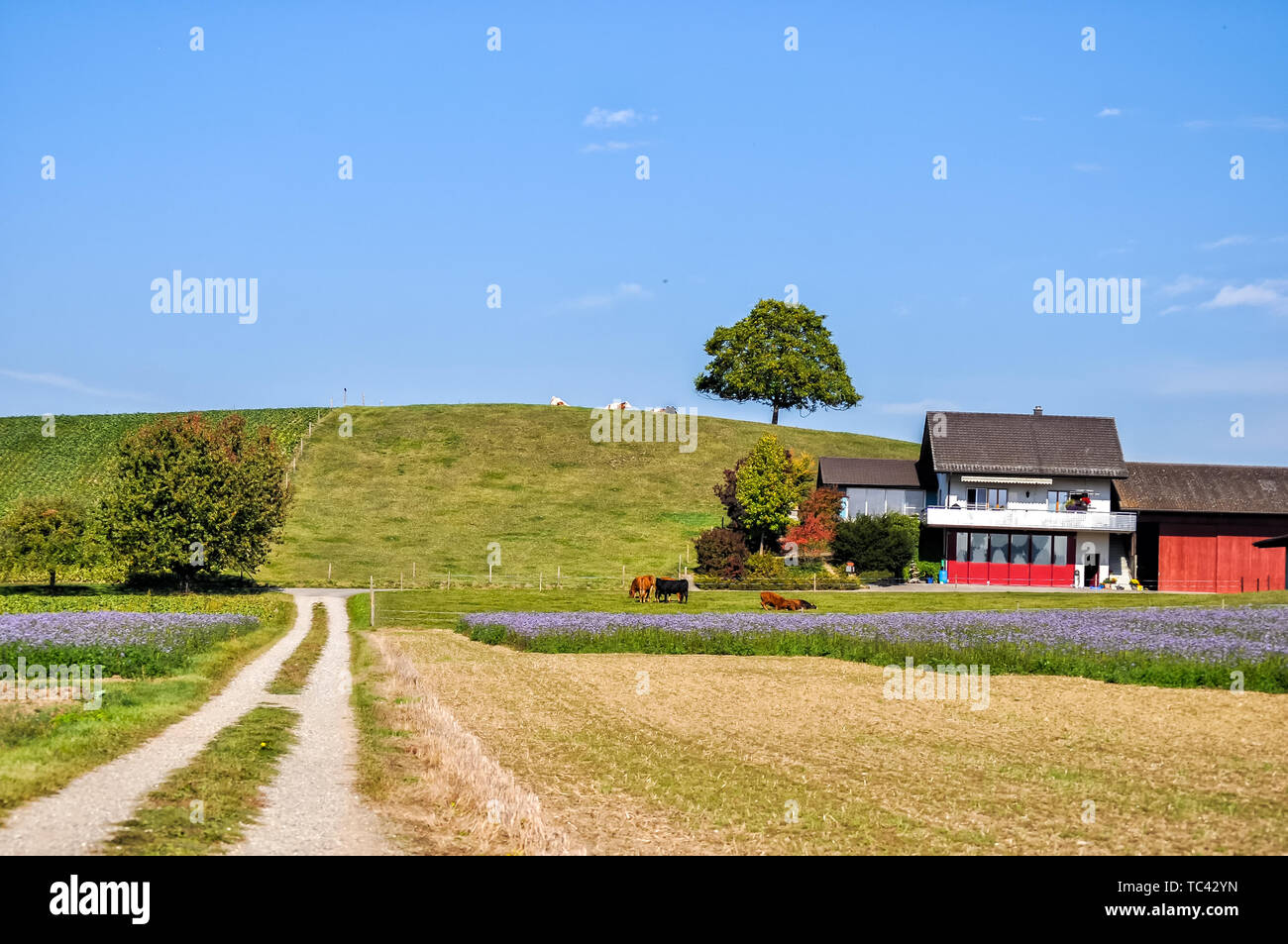 Purple flower fields outside Paris, France Stock Photo - Alamy