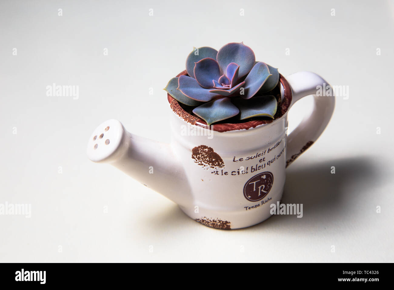 Clean pure color background, fleshy plants in flowerpots Stock Photo ...