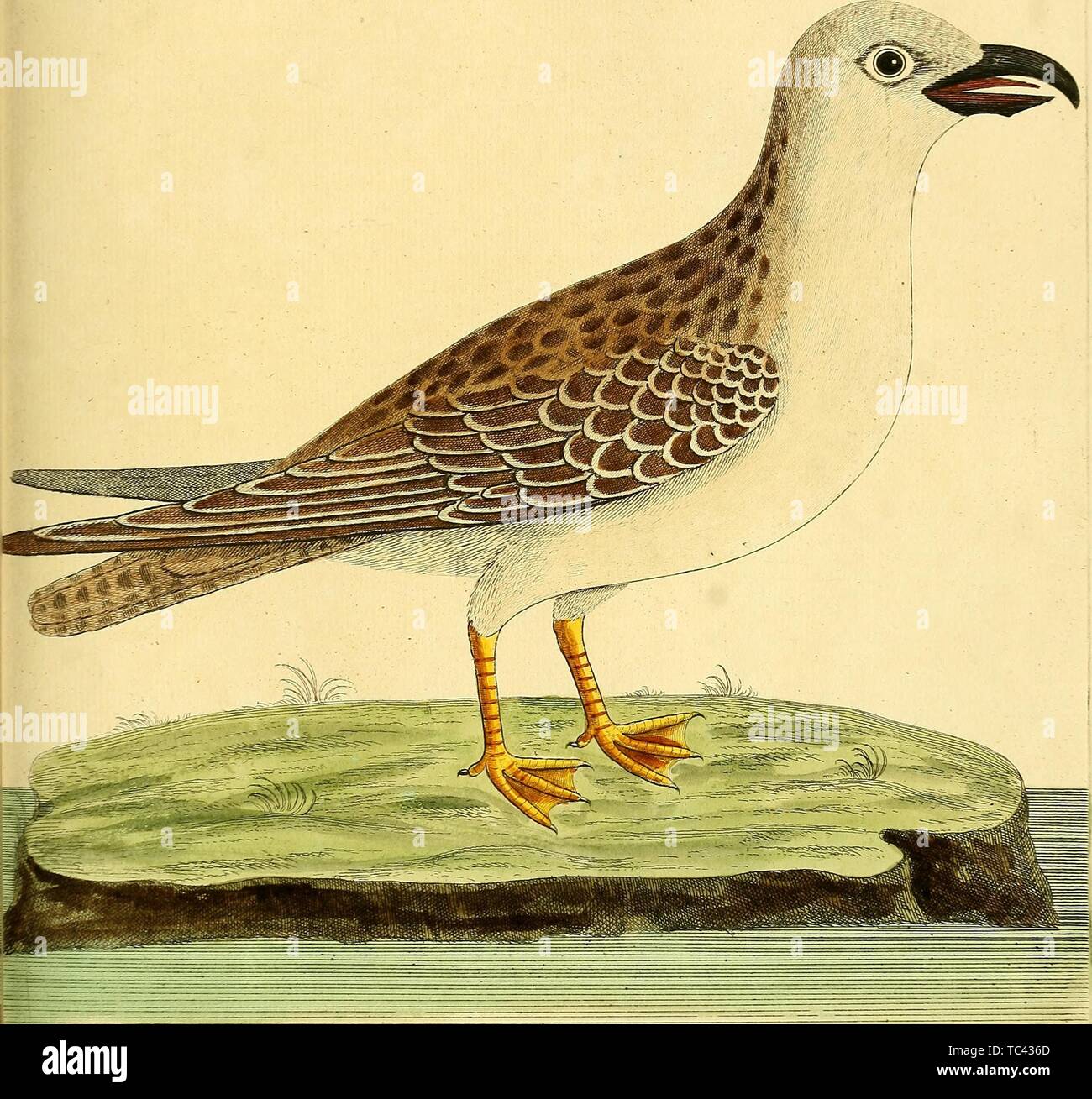 Engraving of the Great Grey Gull (Larus Griseus Maximus), from the book ...