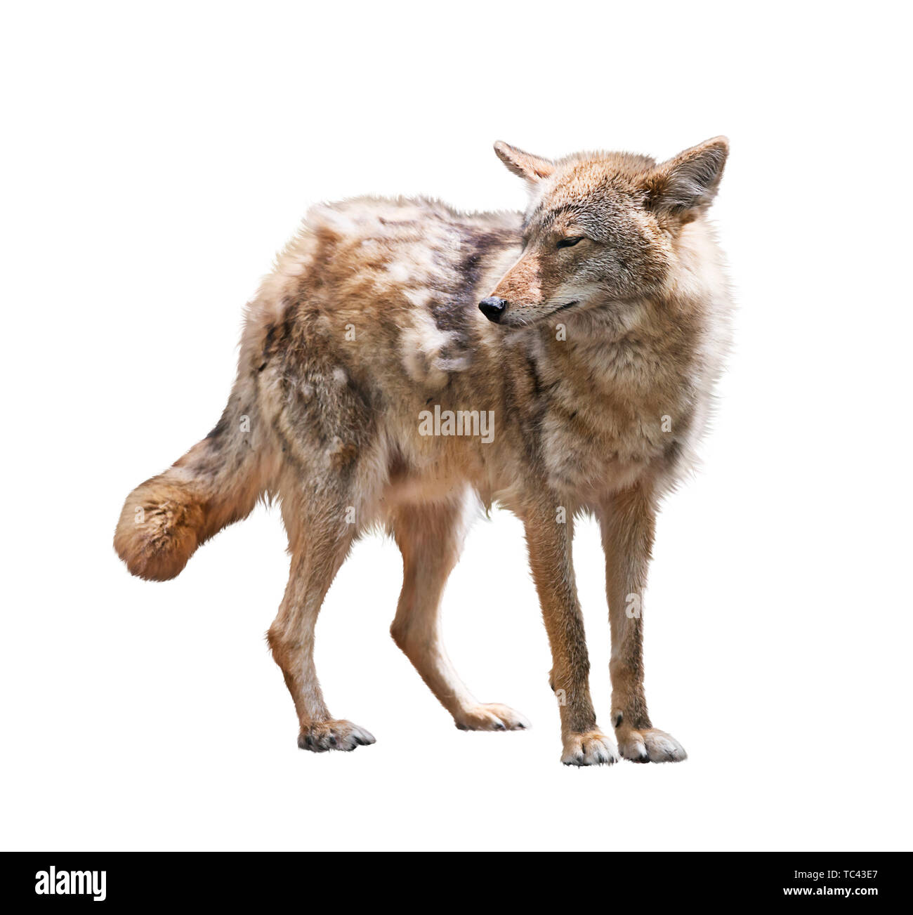 White coyote Cut Out Stock Images & Pictures - Alamy