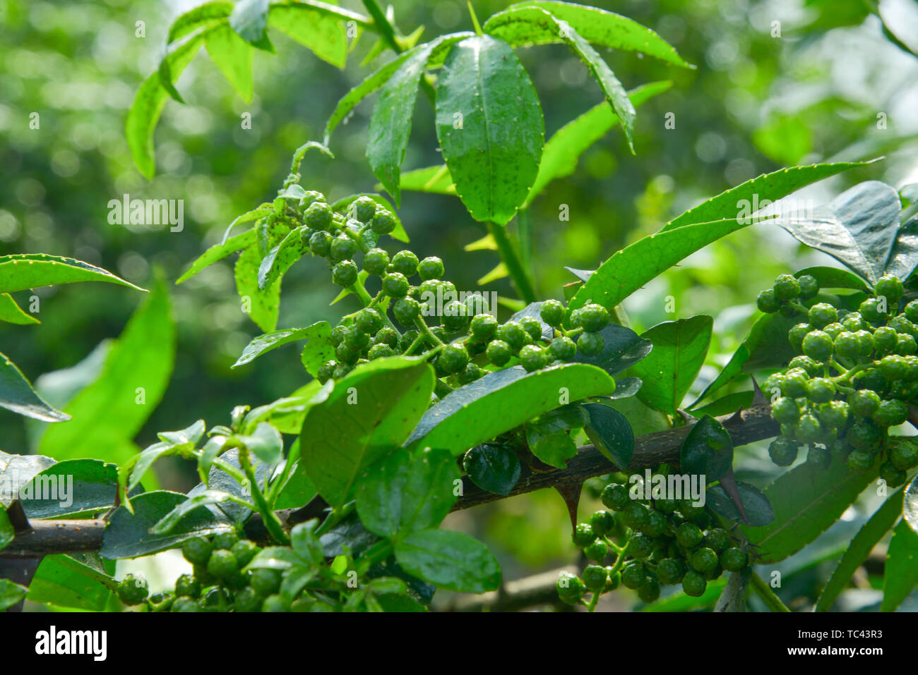 Pepper rattan pepper branch close-up HD large picture Stock Photo - Alamy